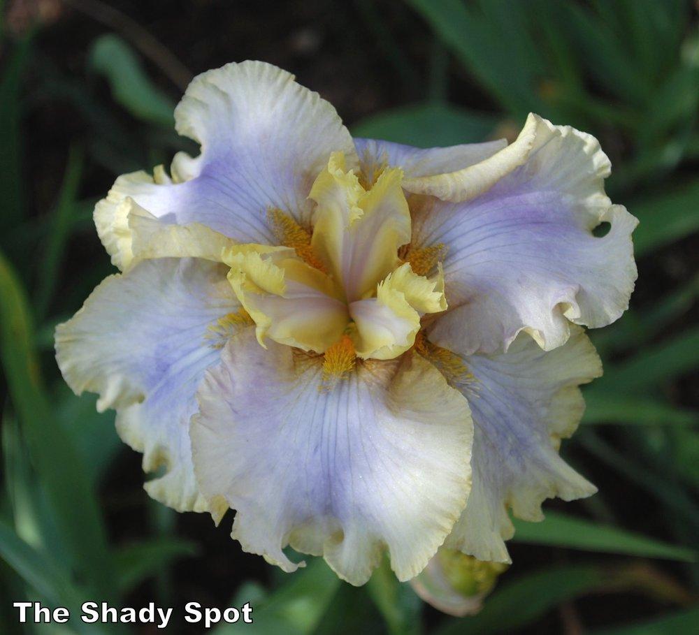 Photo of the bloom of Tall Bearded Iris (Iris 'Mary Contrary') posted ...
