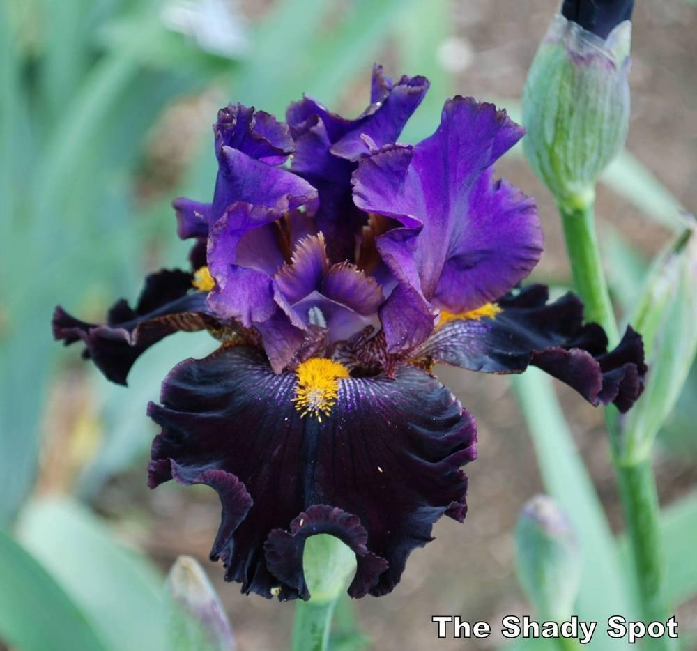 Photo of the bloom of Tall Bearded Iris (Iris 'Cher and Cher Alike ...