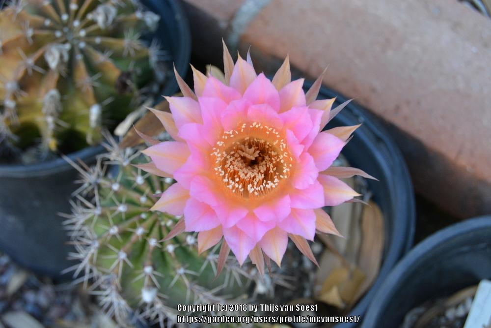 Echinopsis Hybrid (Echinopsis 'Angela') - Garden.org