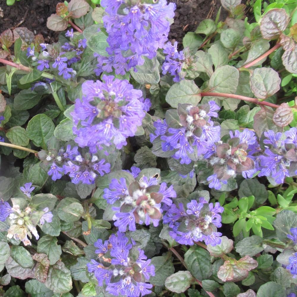 Carpet Bugle (Ajuga reptans 'Bronze Beauty') - Garden.org