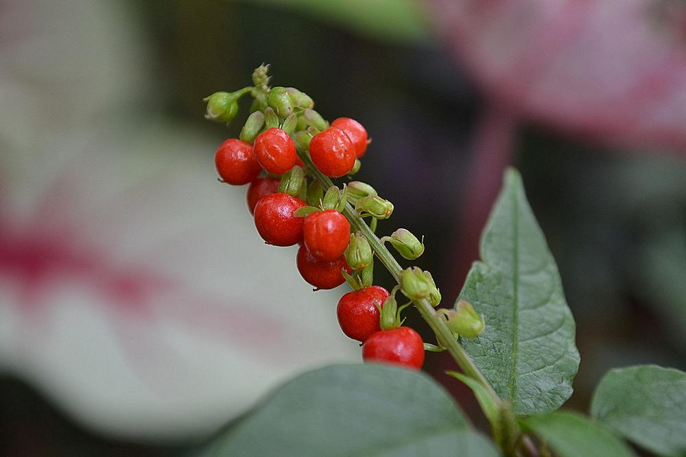 Rouge plant (Rivina humilis) - Garden.org