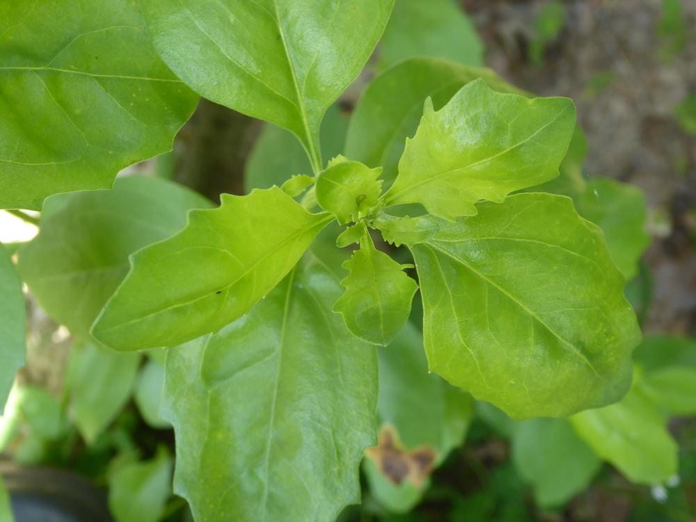 Photo of the seedling or young plant of Sea Myrtle (Baccharis ...