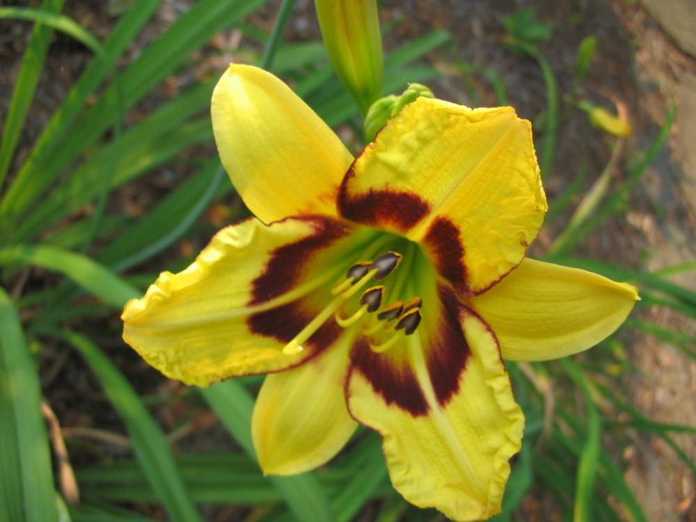Photo of the bloom of Daylily (Hemerocallis 'Jane Angus') posted by ...