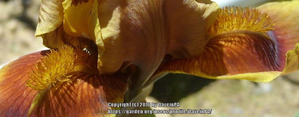 Photo of the closeup of buds, sepals and receptacles of Intermediate ...