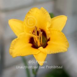 Daylily (Hemerocallis 'Siloam June Bug') in the Daylilies Database ...