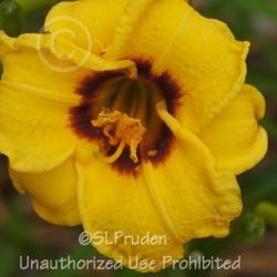 Daylily (Hemerocallis 'Siloam June Bug') in the Daylilies Database ...