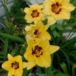 Daylily (Hemerocallis 'Siloam June Bug') in the Daylilies Database ...
