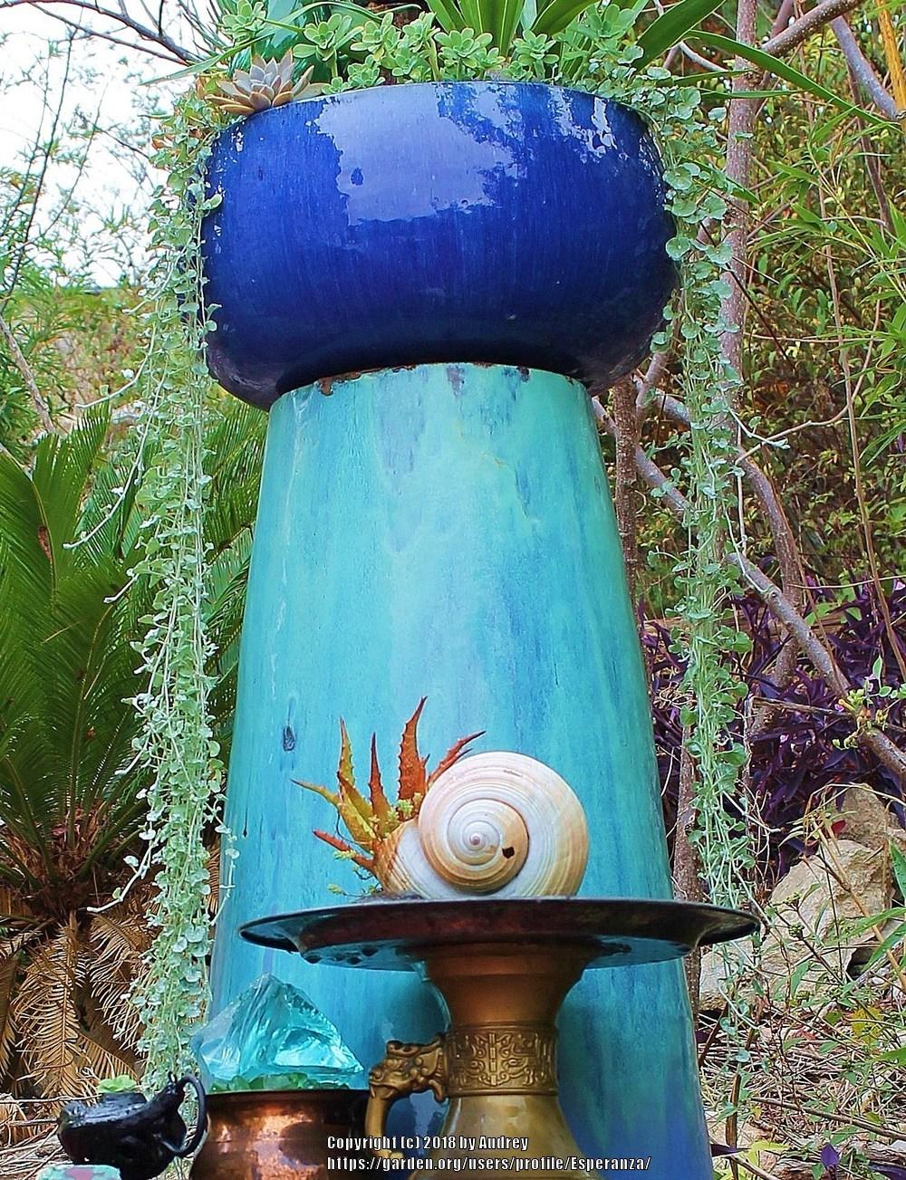 Silver Ponyfoot (Dichondra argentea) - Garden.org