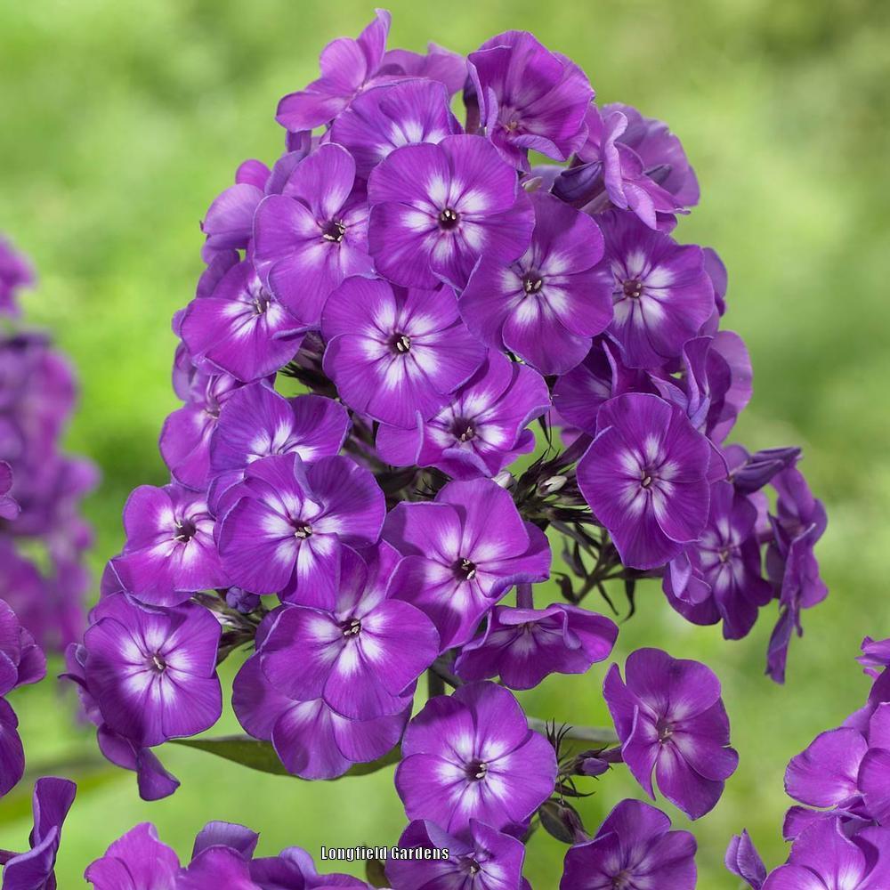 Photo of the bloom of Garden Phlox (Phlox paniculata 'Purple Kiss ...