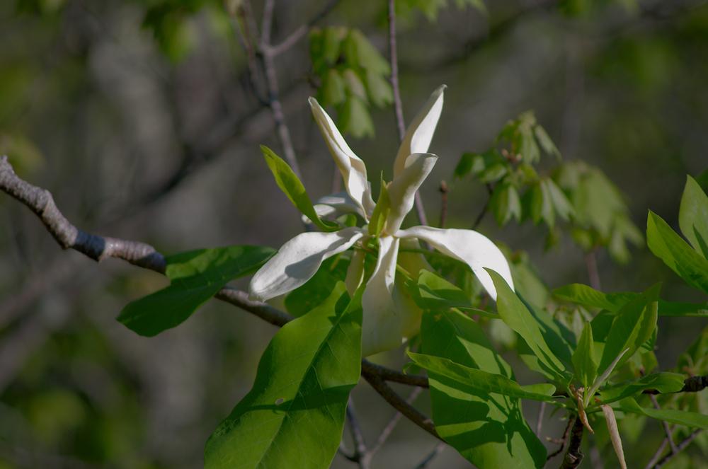Fraser Magnolia (Magnolia fraseri) in the Magnolias Database - Garden.org