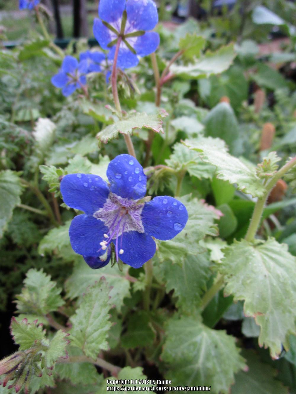 Phacelia viscida 'Blue Rhythm' - Garden.org