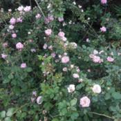 Photo of the bloom of Rose (Rosa 'May Queen') posted by kniphofia ...