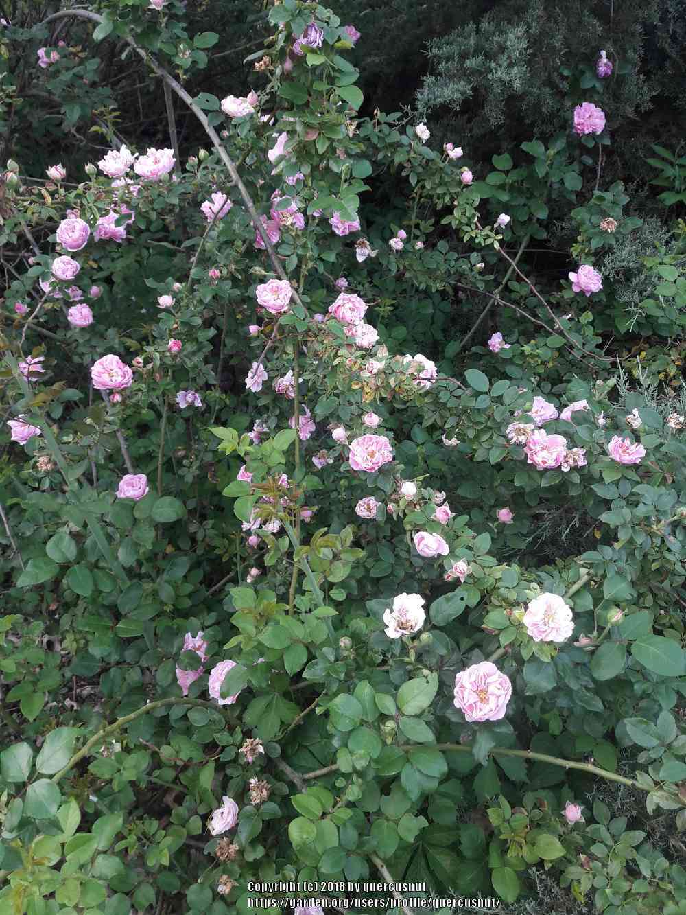 Photo of the entire plant of Rose (Rosa 'May Queen') posted by ...