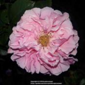 Photo of the bloom of Rose (Rosa 'May Queen') posted by kniphofia ...