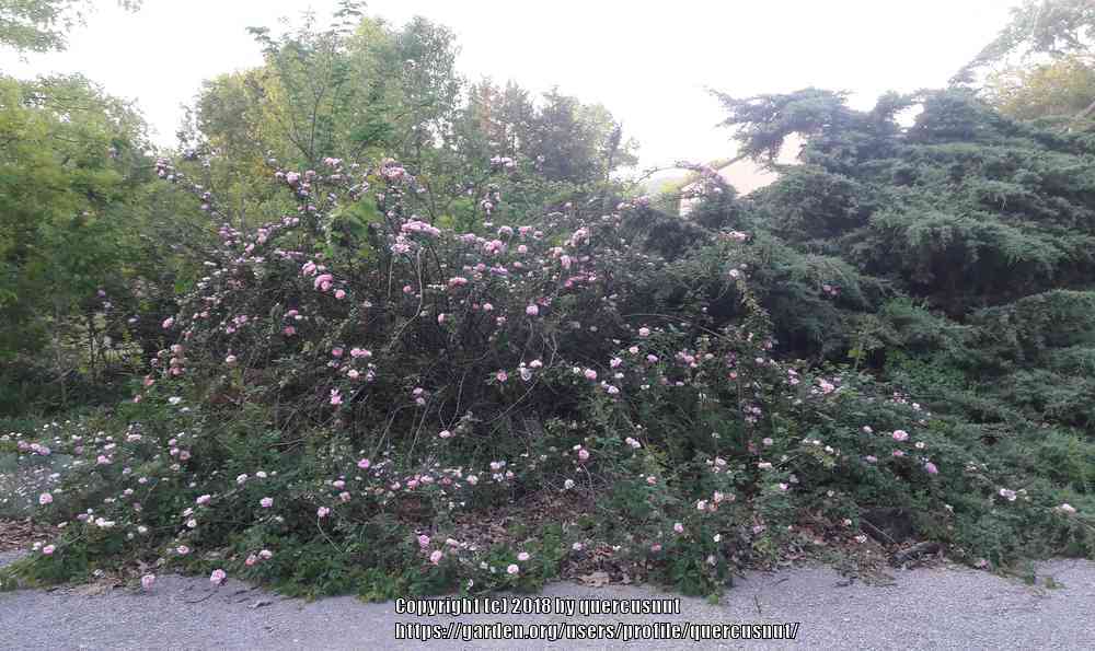 Photo of the entire plant of Rose (Rosa 'May Queen') posted by ...