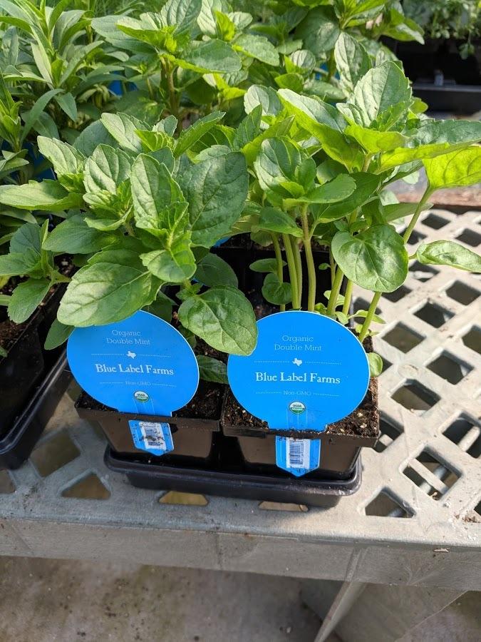 Mint (Mentha 'Doublemint') in the Mints Database - Garden.org