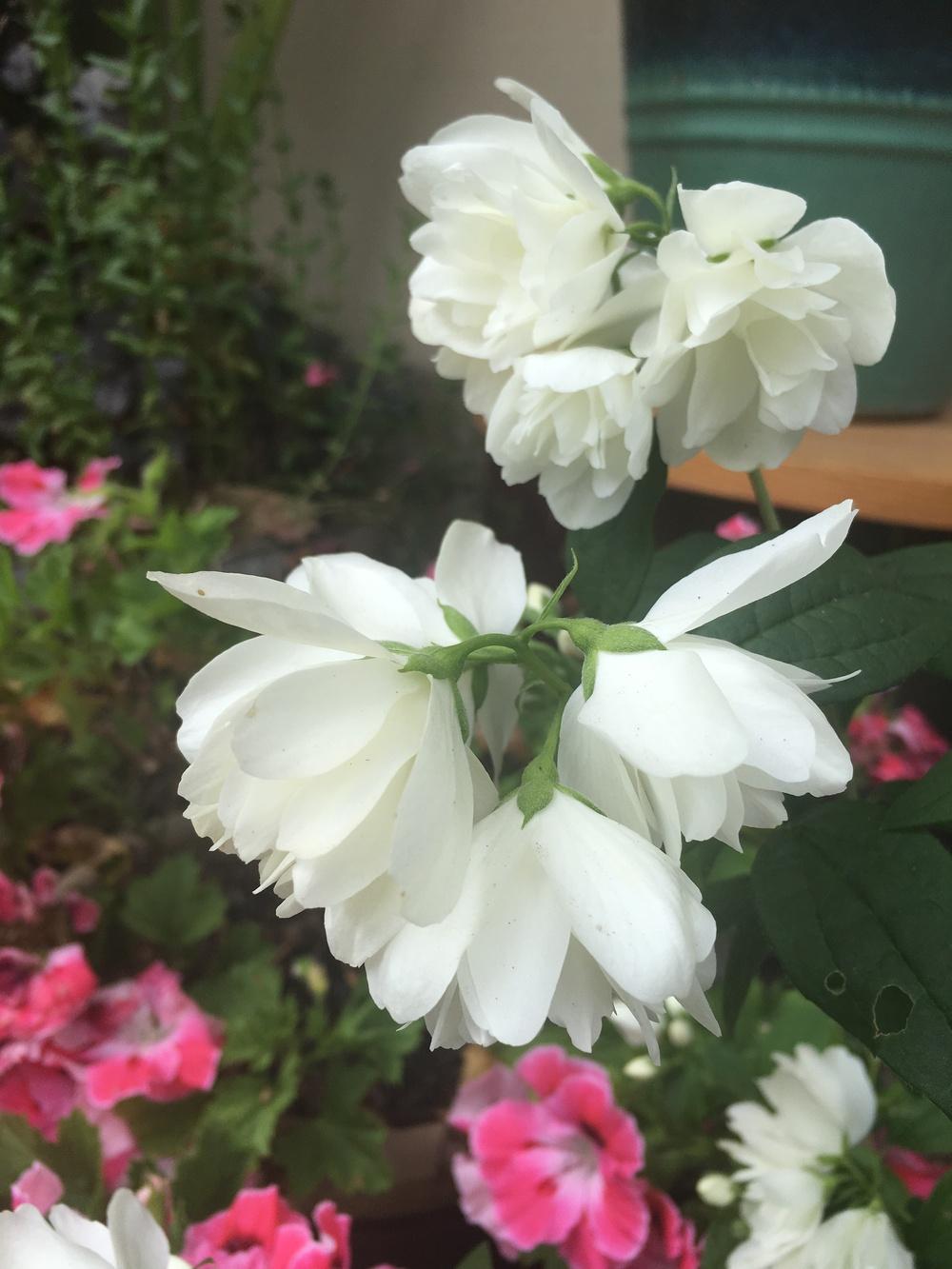 Mock Oranges: Plant Care and Collection of Varieties - Garden.org