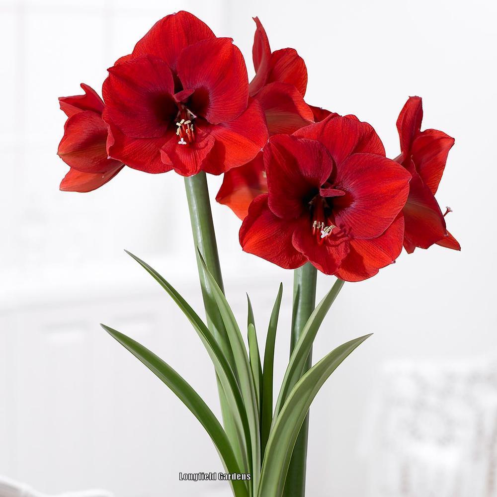 Photo of the entire plant of Amaryllis (Hippeastrum 'Red Lion') posted ...