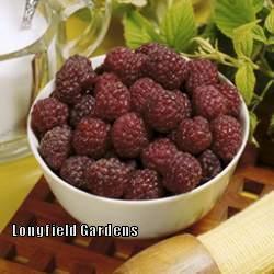 Raspberry (Rubus 'Brandywine') in the Rubus Database - Garden.org