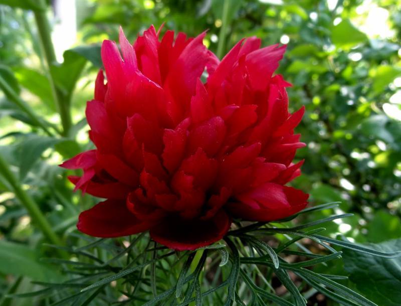 Photo of the bloom of Double Fernleaf Peony (Paeonia tenuifolia 'Plena ...