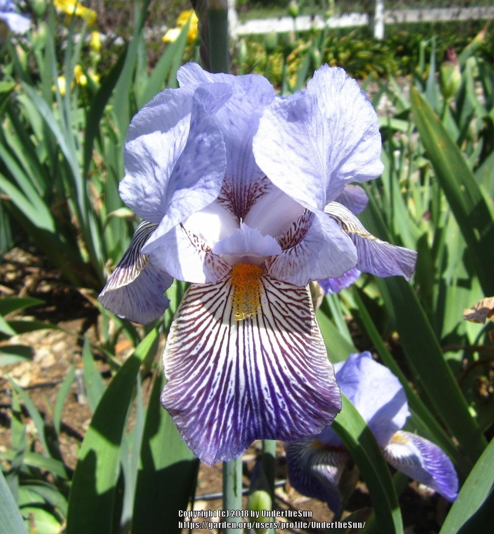 Photo of the bloom of Border Bearded Iris (Iris 'Butterfly Baby ...