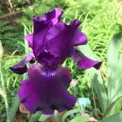 Tall Bearded Iris (Iris 'Rosalie Figge') in the Irises Database ...