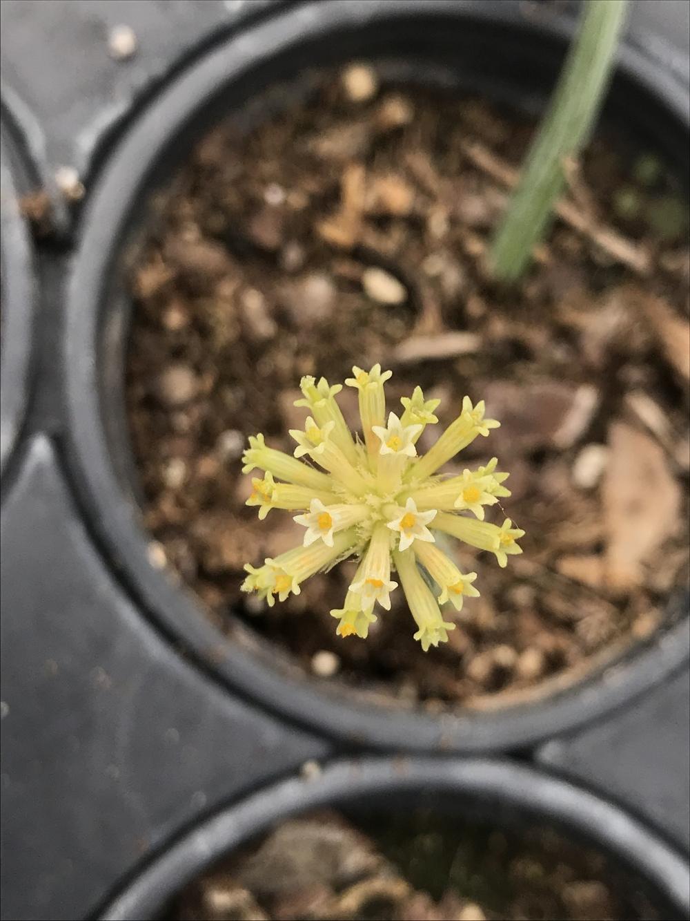 Kleinia descoingsii - Garden.org