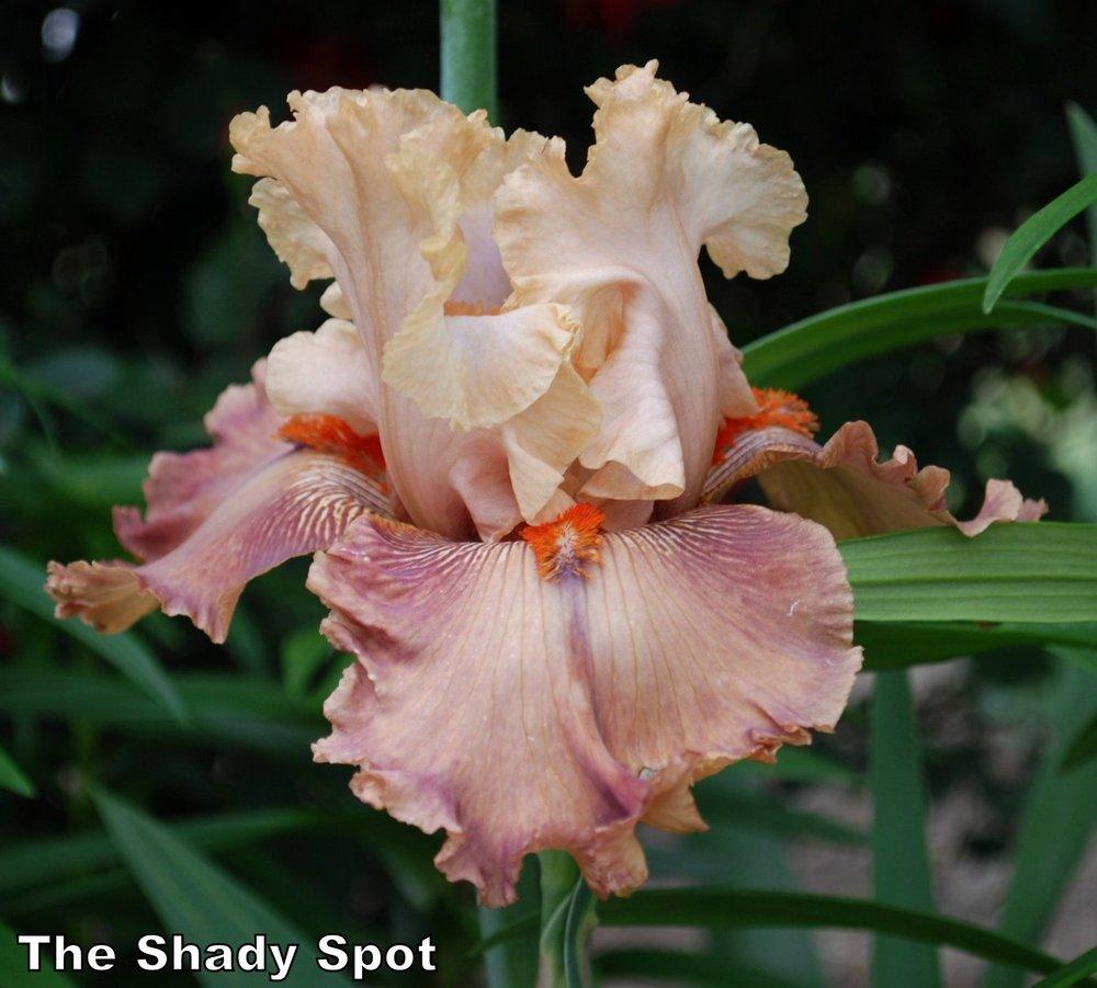 Tall Bearded Iris (Iris 'Array What May') in the Irises Database ...