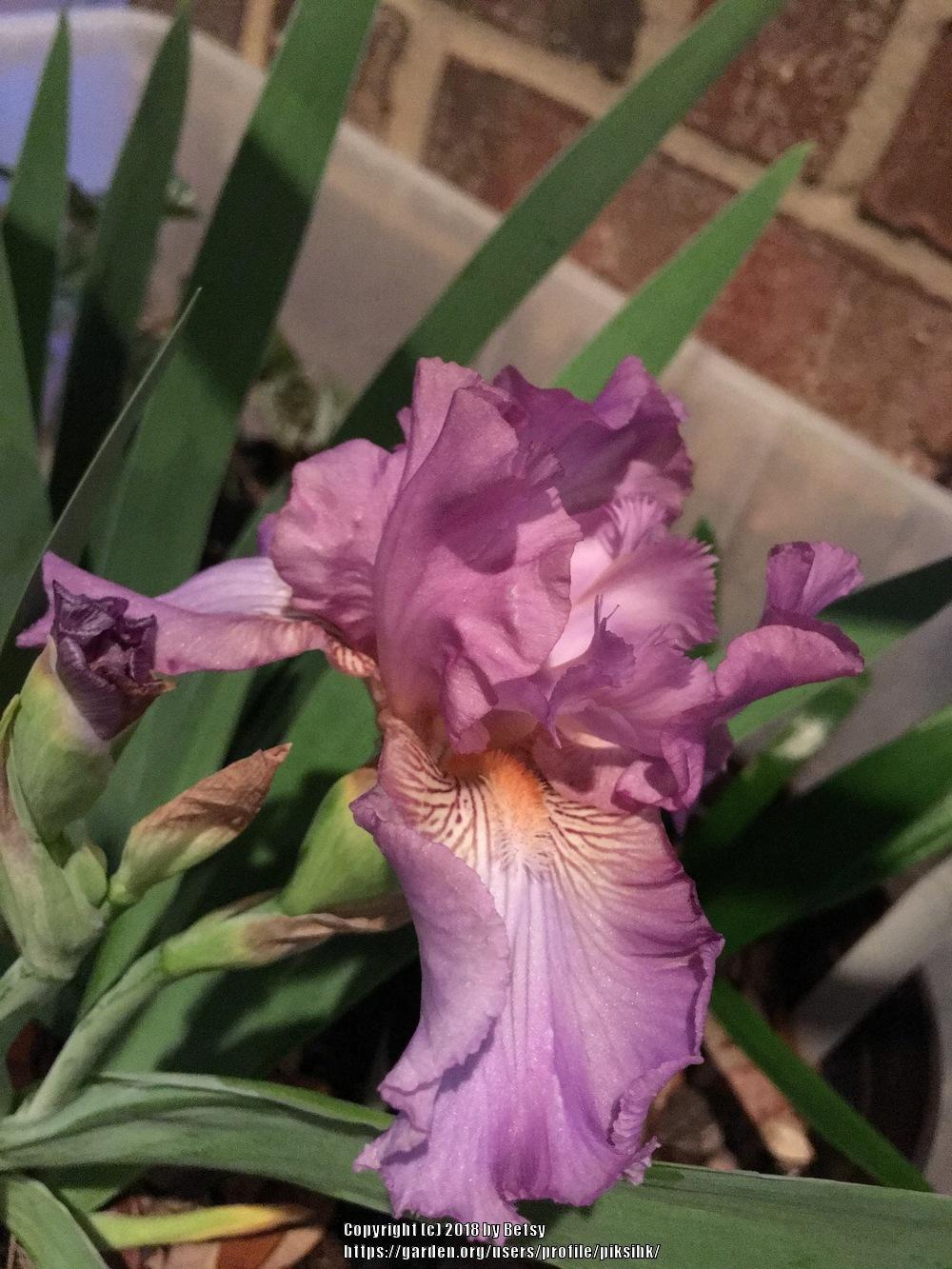 Tall Bearded Iris (Iris 'Step Nicely') in the Irises Database - Garden.org