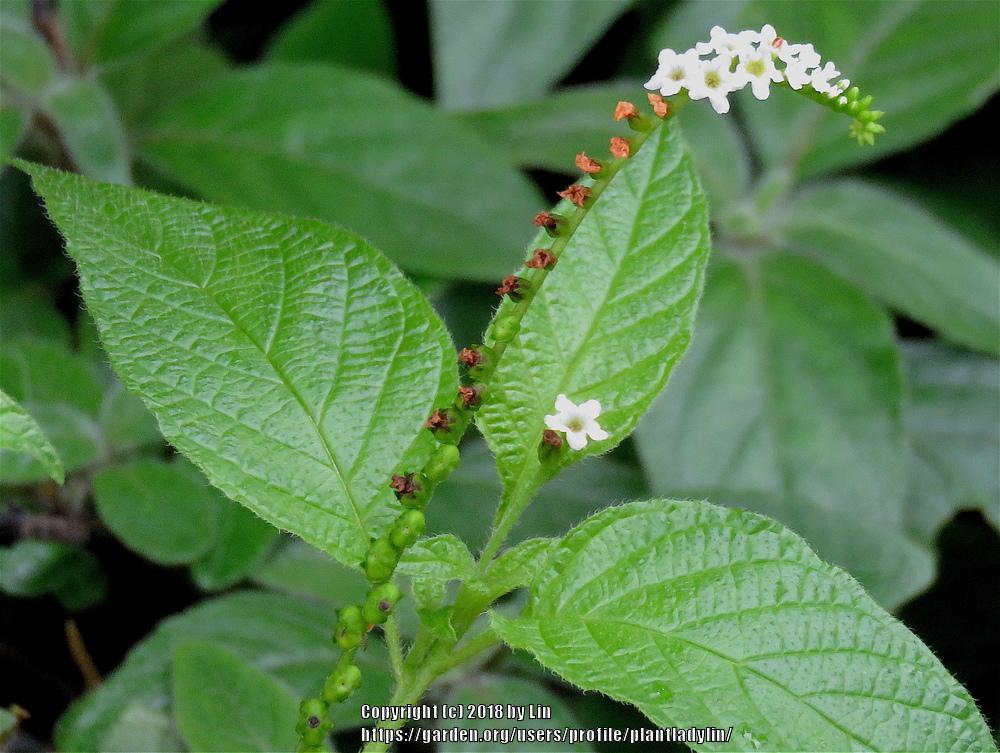 Scorpion Tail (Heliotropium angiospermum) - Garden.org