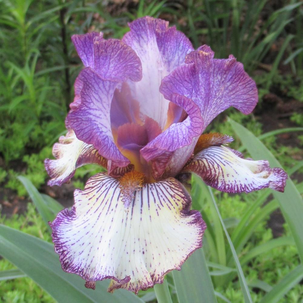Photo of the bloom of Tall Bearded Iris (Iris 'Apollo One') posted by ...