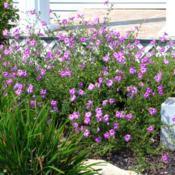 The Main Plant entry for Petunias (Petunia) - Garden.org