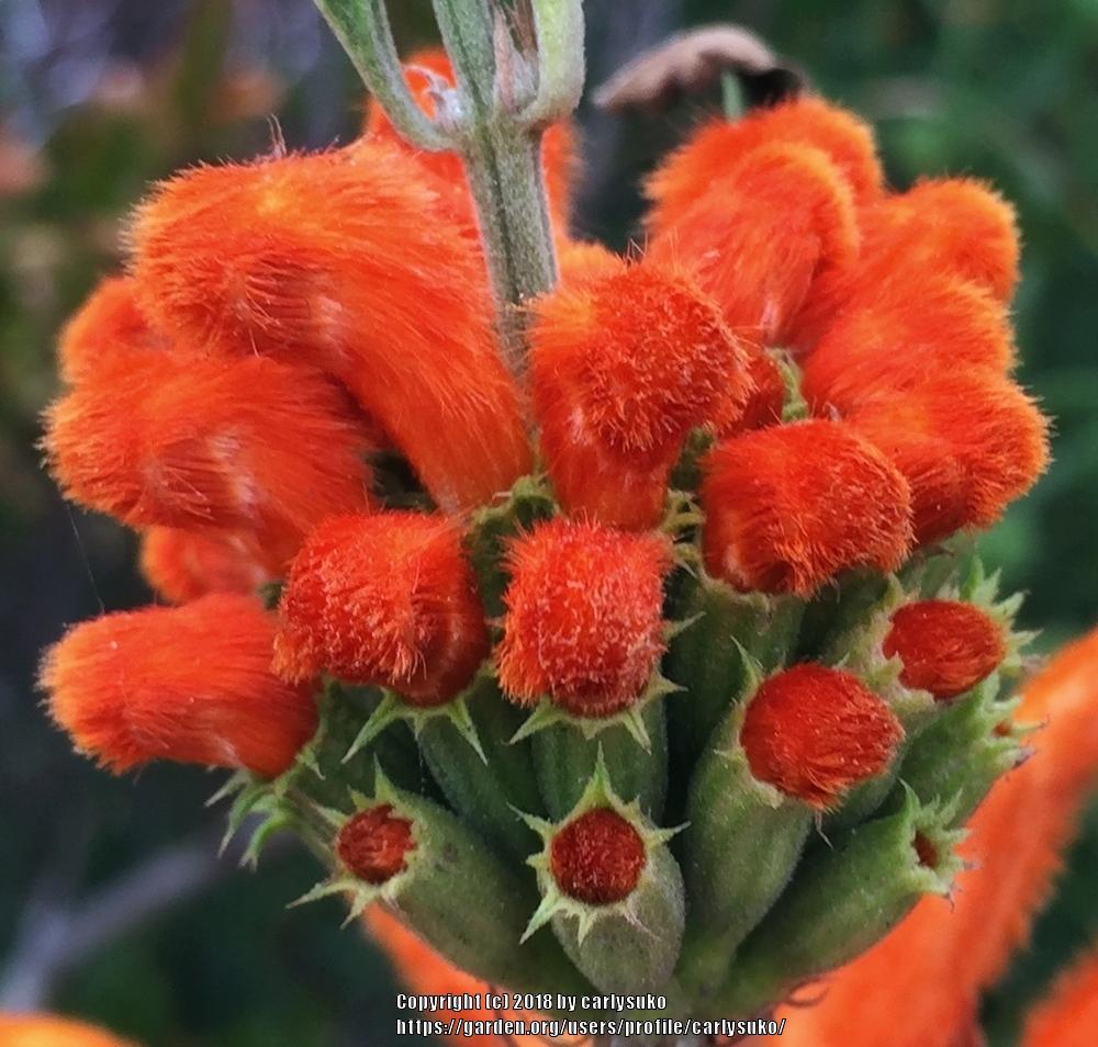 Lions Tail: Plant Care and Collection of Varieties - Garden.org