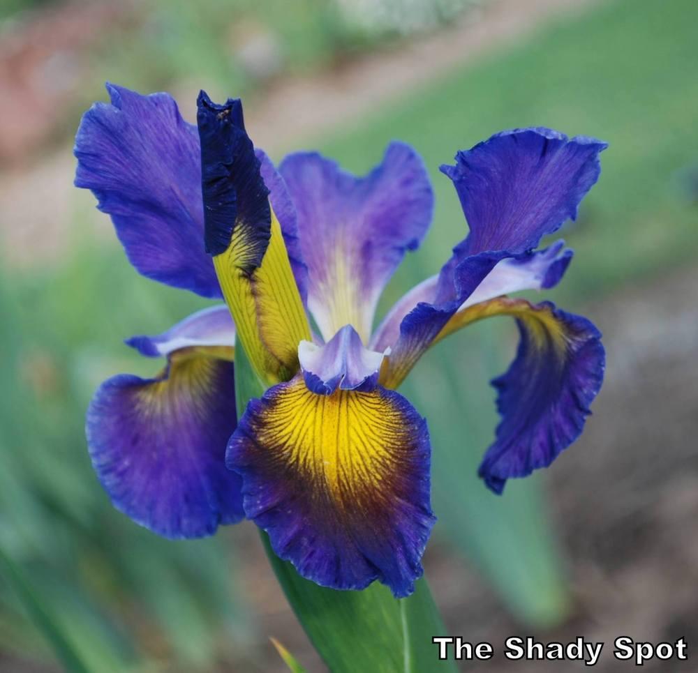 Spuria Iris (Iris 'Love for Leila') in the Irises Database - Garden.org