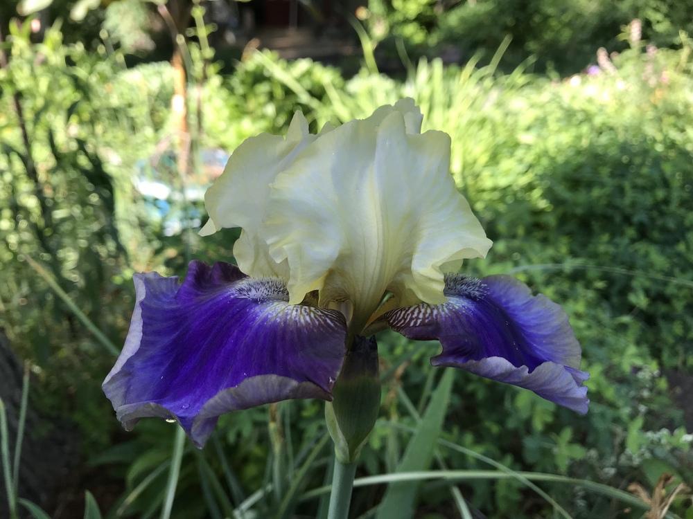 Mary's Garden 2018 in the Irises forum - Garden.org
