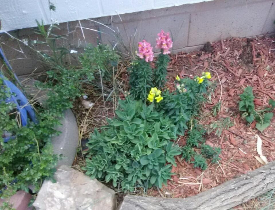 Snapdragon (Antirrhinum majus Solstice™ Yellow) - Garden.org