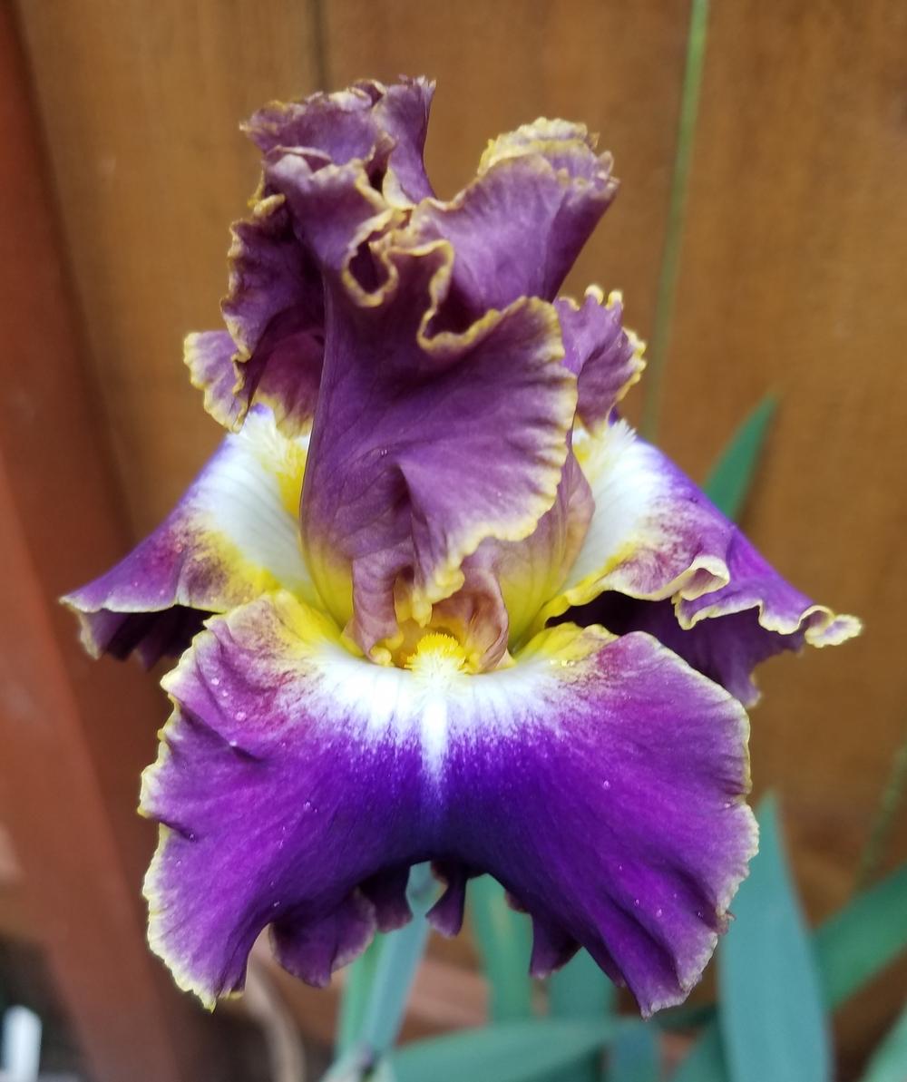 Photo of the bloom of Tall Bearded Iris (Iris 'Fancy Ideas') posted by mesospunky - Garden.org