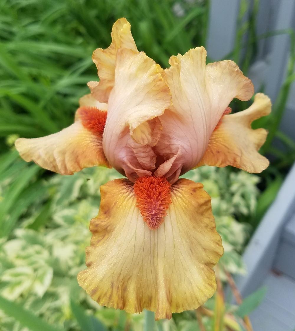 Photo of the bloom of Tall Bearded Iris (Iris 'Tobacco Chew') posted by mesospunky - Garden.org
