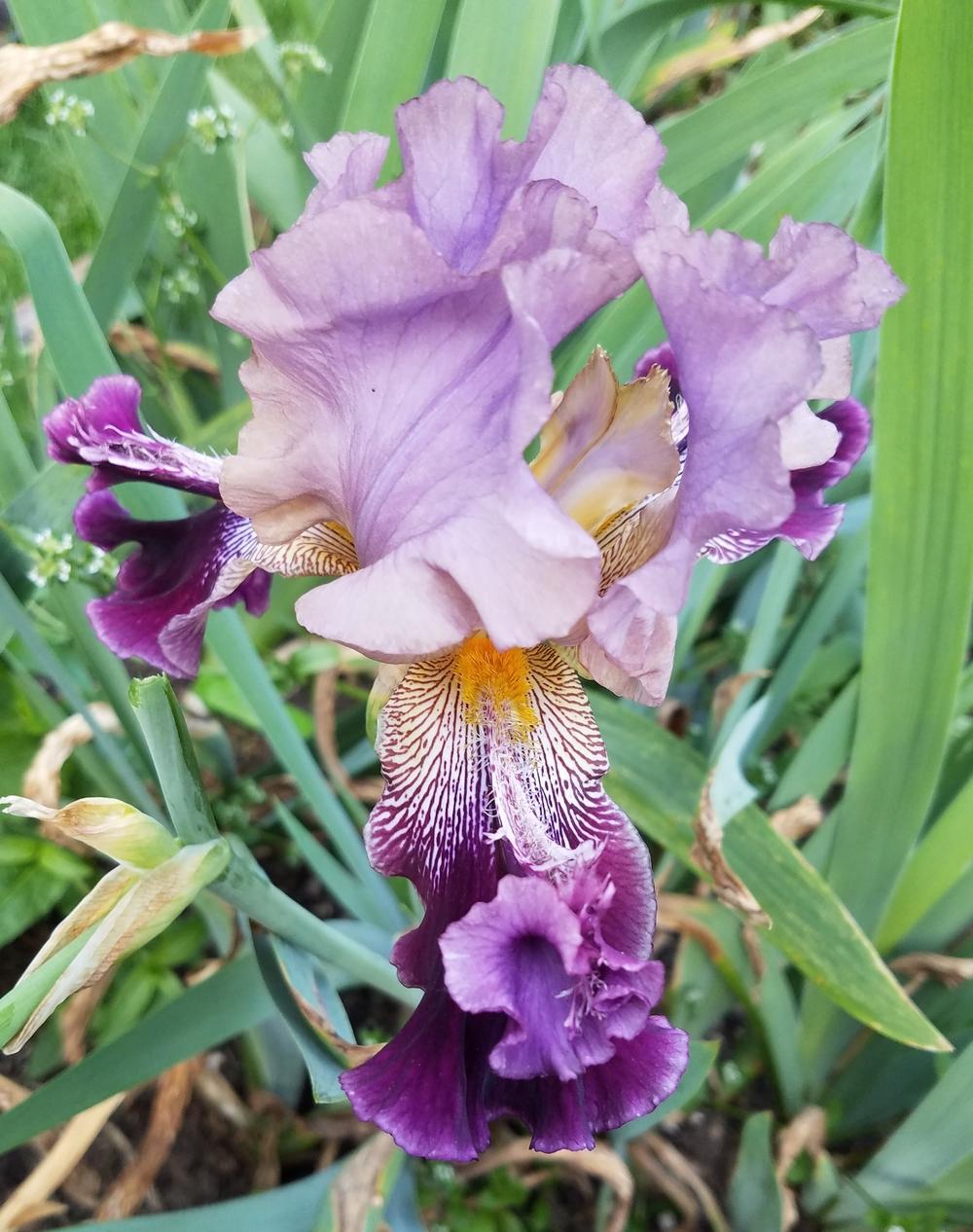 Photo of the bloom of Tall Bearded Iris (Iris 'Smith Named Keith ...