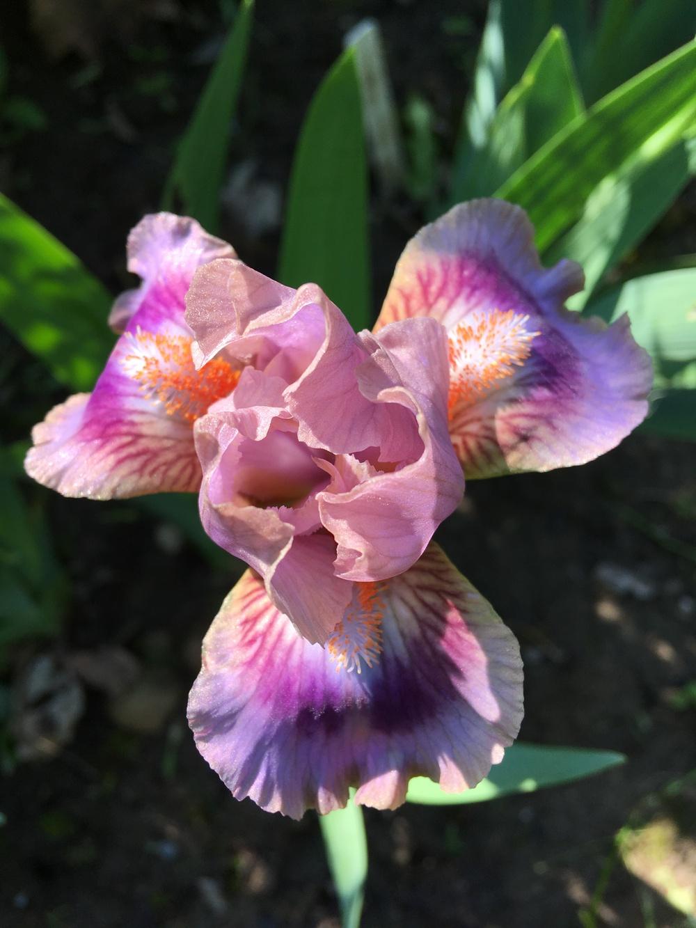 Photo of the bloom of Standard Dwarf Bearded Iris (Iris 'Circus Clown ...