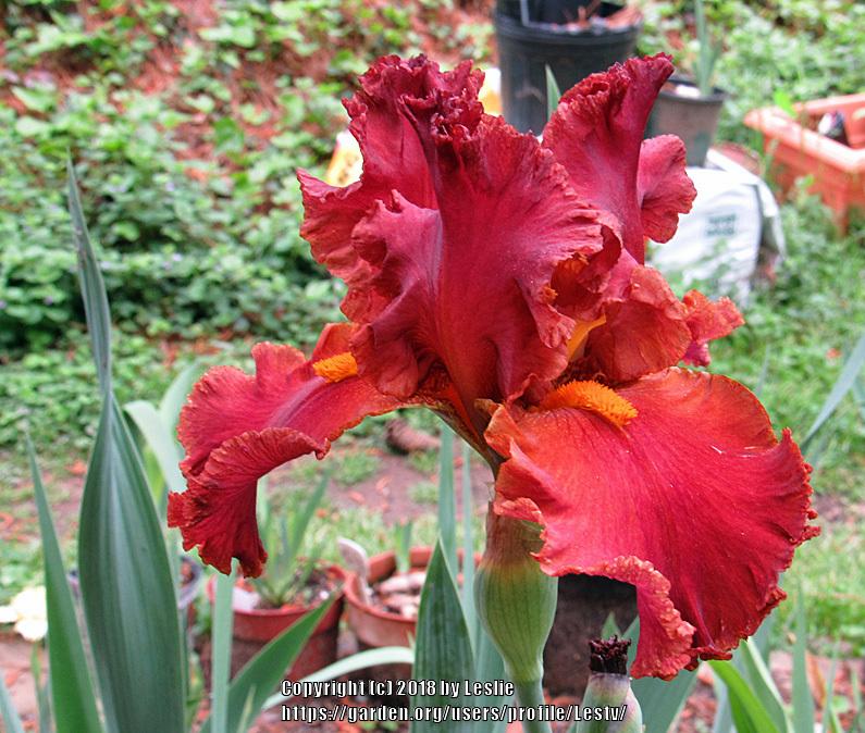 Tall Bearded Iris (Iris 'Far Engine') in the Irises Database - Garden.org