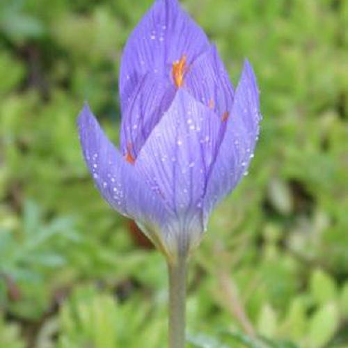 Autumn Crocus (Crocus speciosus 'Oxonian') in the Crocus Database ...