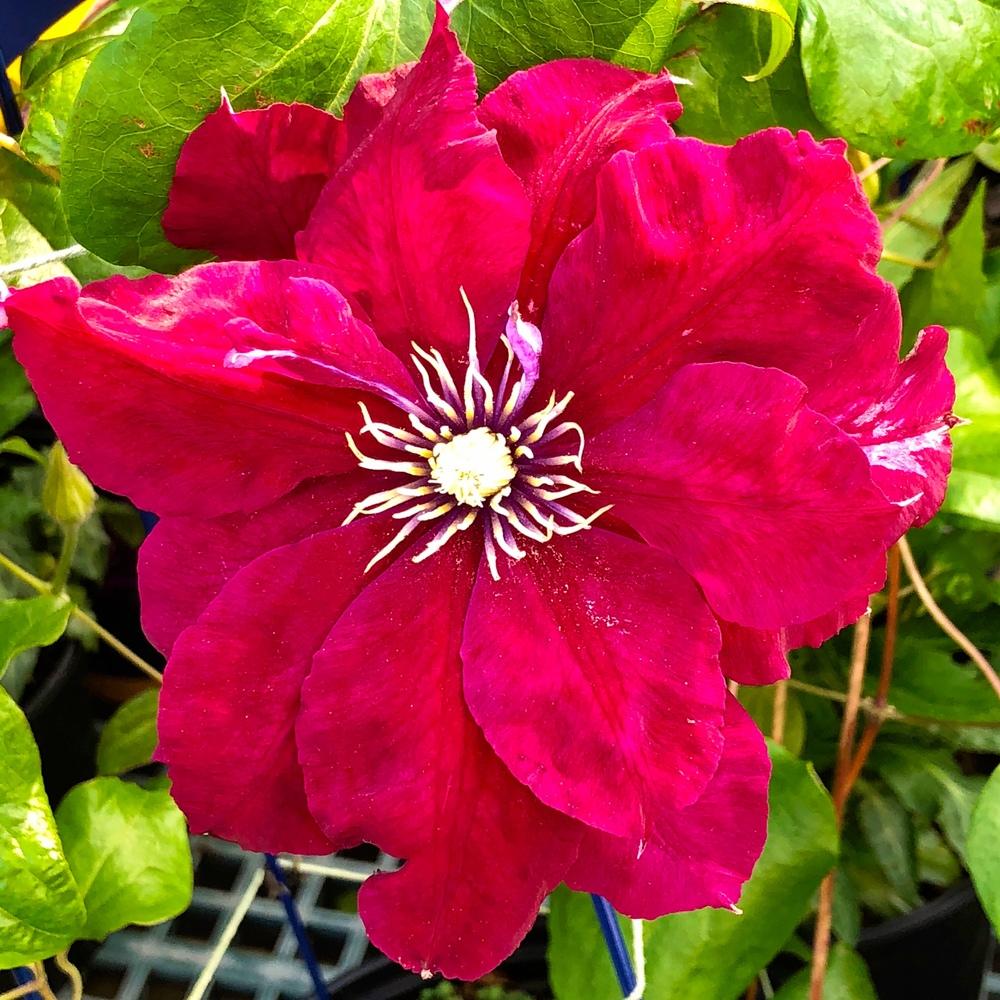 Clematis Charmaine™ in the Clematis Database - Garden.org