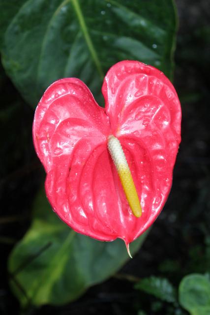 Anthuriums: Plant Care and Collection of Varieties - Garden.org