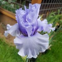 Photo of the bloom of Tall Bearded Iris (Iris 'Café Bleu') posted by mesospunky - Garden.org