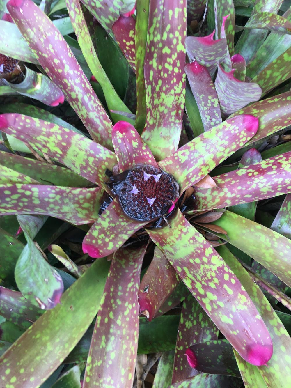 Photo of the bloom of Painted Fingernail Bromeliad (Neoregelia ...