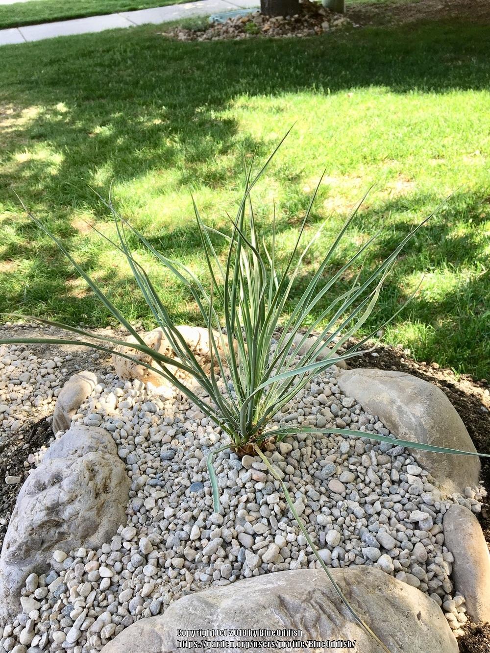 Soaptree Yucca (Yucca elata var. elata) - Garden.org
