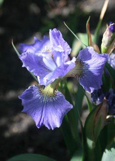 Siberian Iris (Iris 'Welcome Return') in the Irises Database - Garden.org