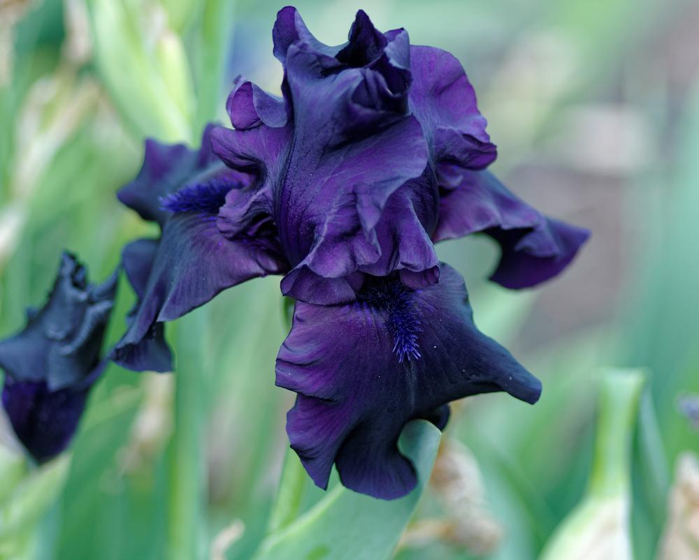 Photo of the bloom of Tall Bearded Iris (Iris 'Hello Darkness') posted ...