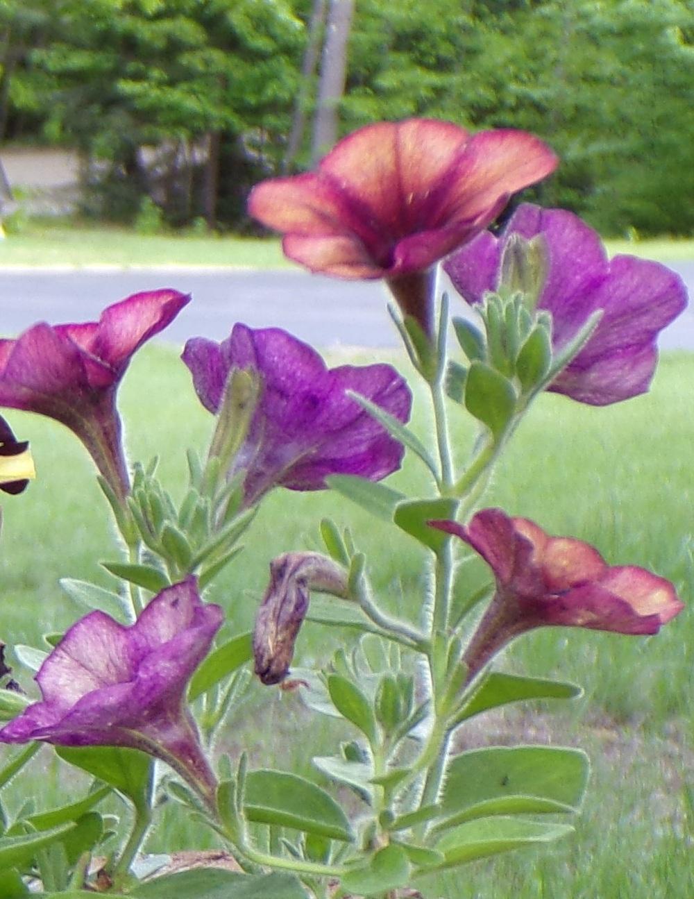 Multiflora Spreading/Trailing Petunia (Petunia Cascadias™ Autumn ...